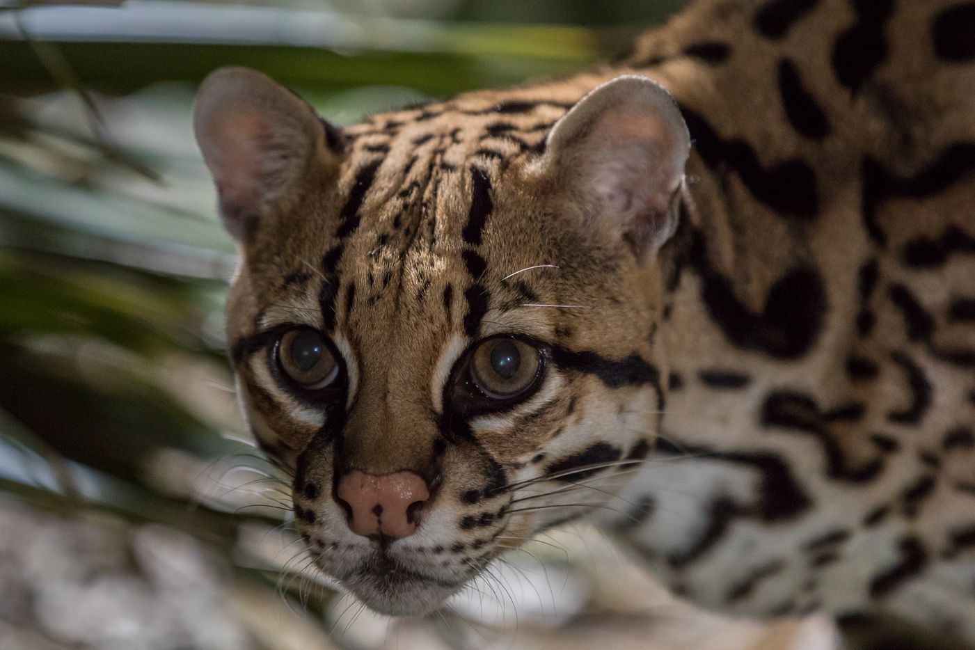 AMERICAN OCELOT with Ben Masters | Austin Film Society